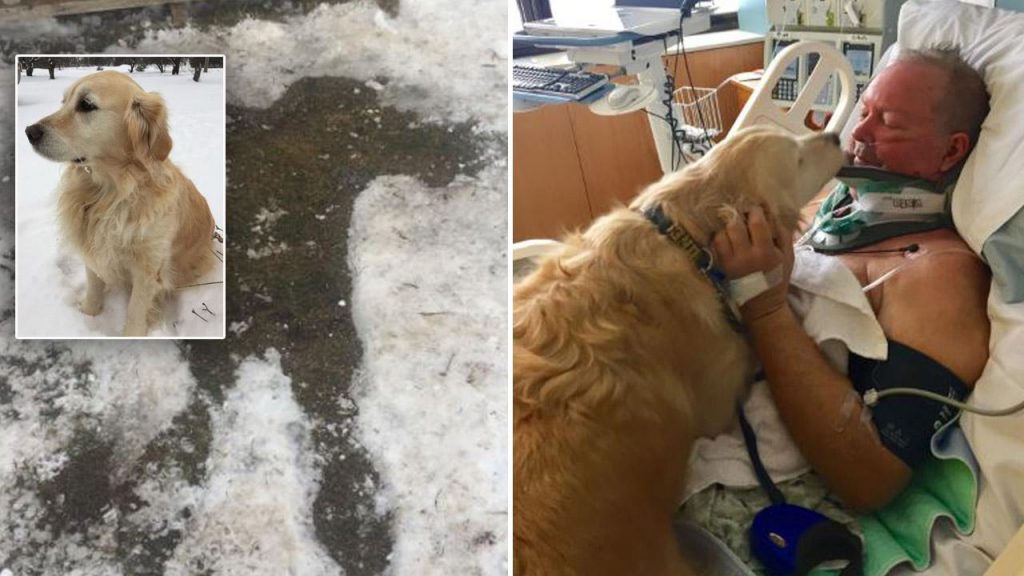 Dog saves owner’s life in freezing conditions – Mister Pet